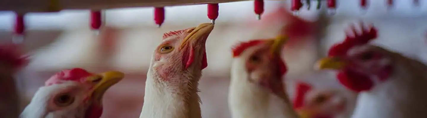 Why Poultry Water Quality Matters in the Poultry Industry